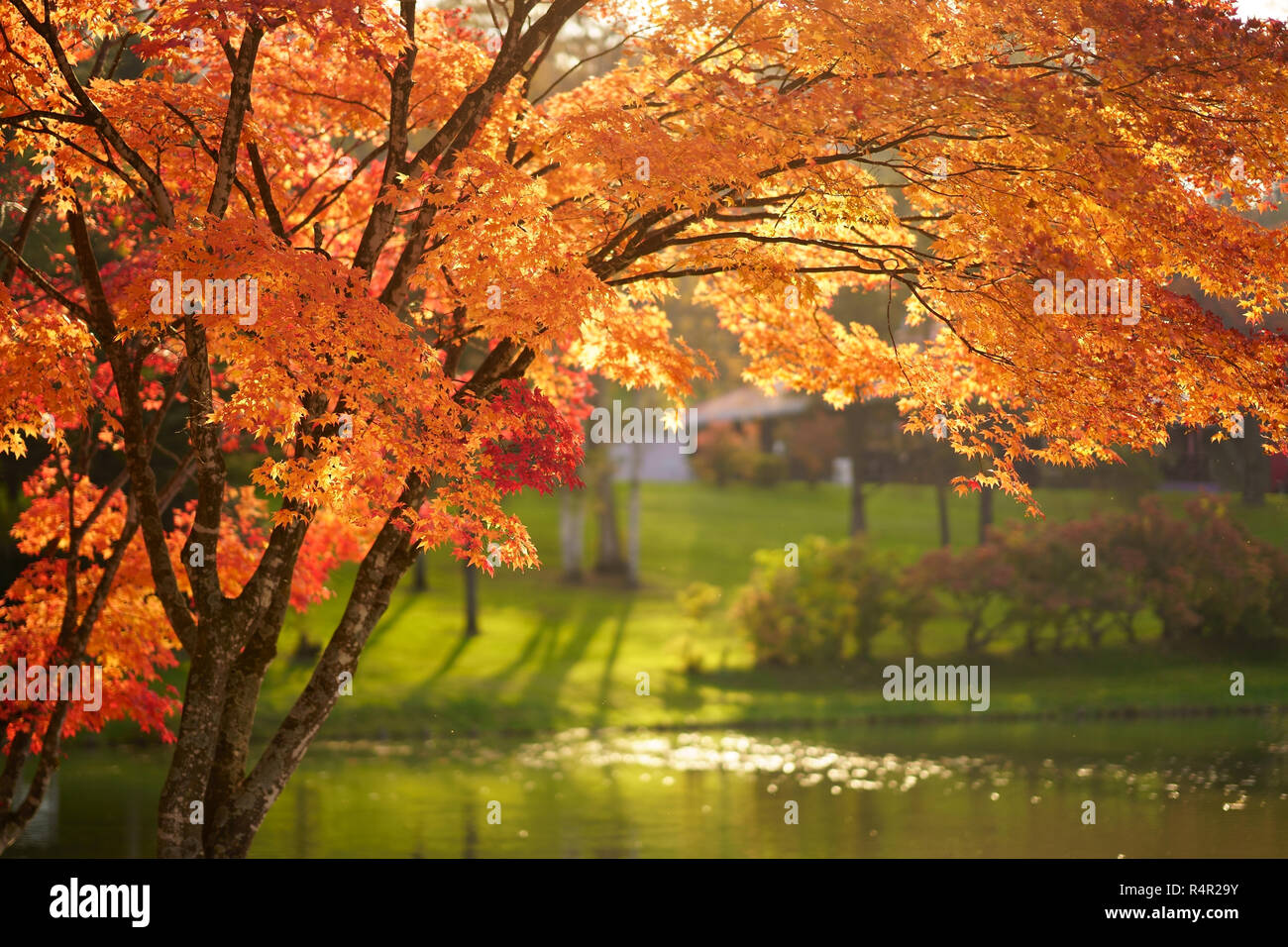 Japanese Fall Foliage Stock Photo - Alamy