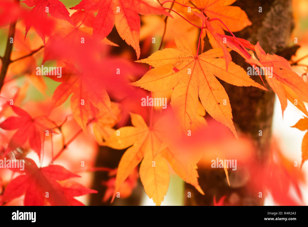 Japanese Fall Foliage Stock Photo - Alamy