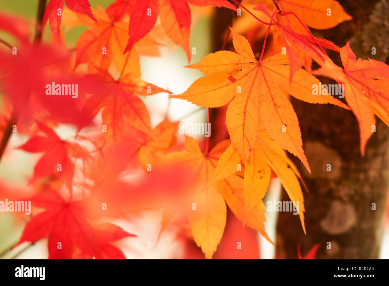 Japanese Fall Foliage Stock Photo - Alamy