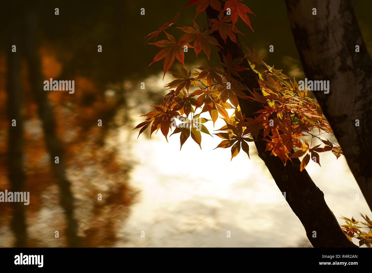 Japanese Fall Foliage Stock Photo - Alamy