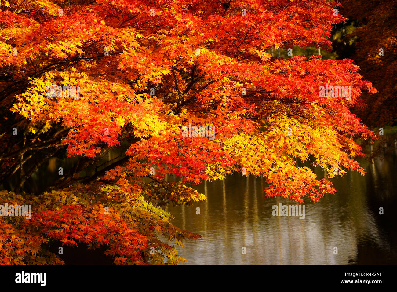 Japanese Fall Foliage Stock Photo - Alamy