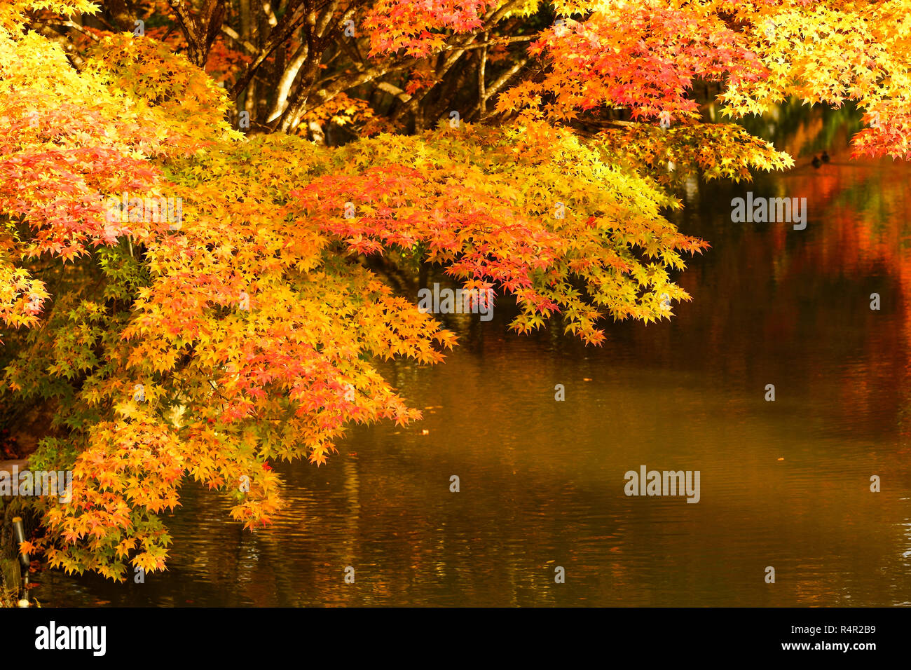 Japanese Fall Foliage Stock Photo - Alamy