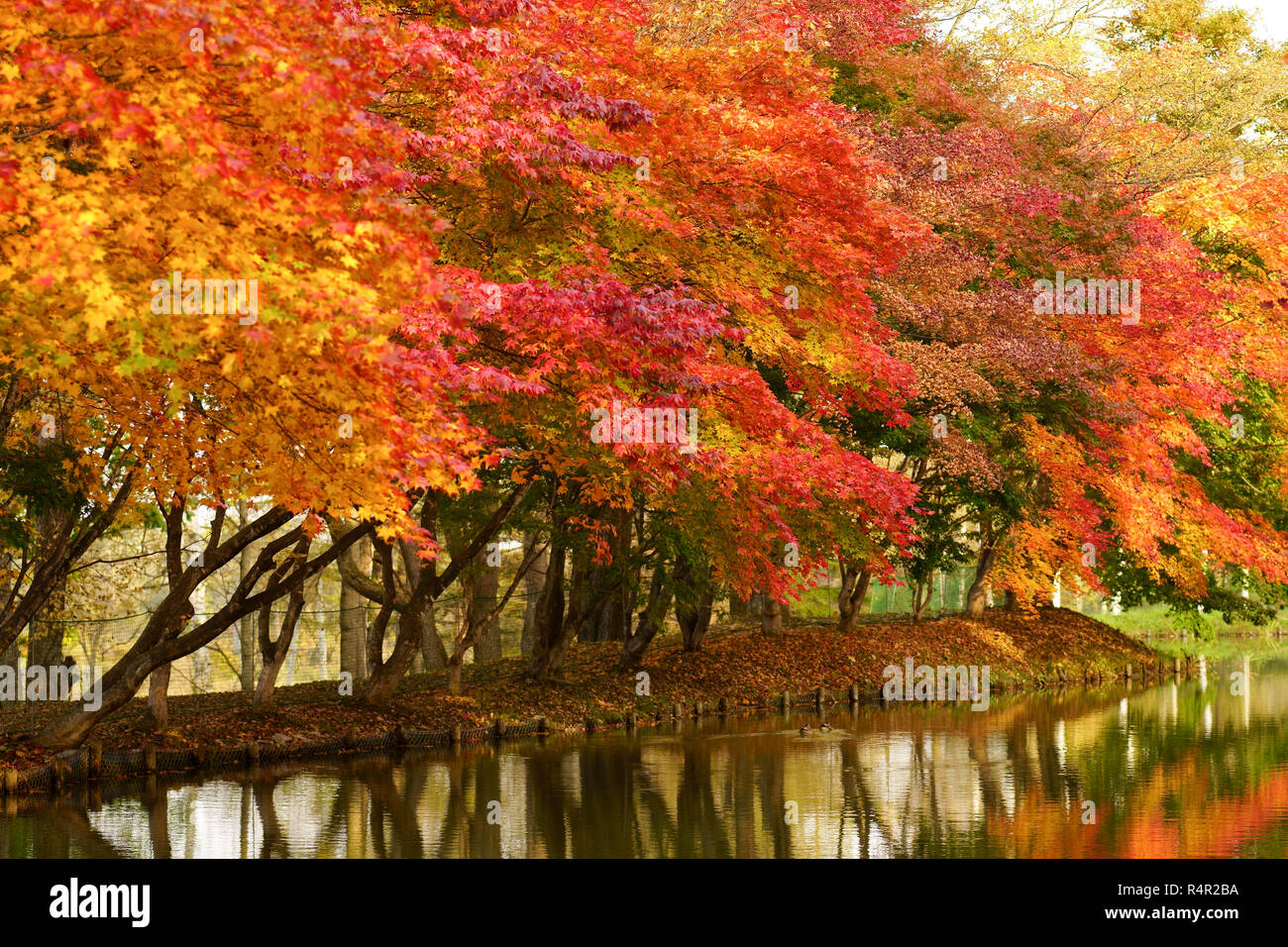 Japanese Fall Foliage Stock Photo - Alamy