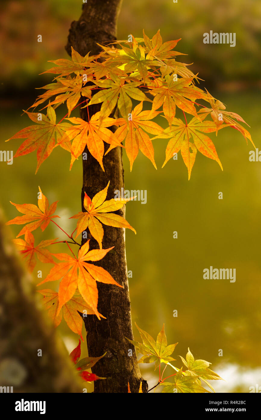 Japanese Fall Foliage Stock Photo - Alamy