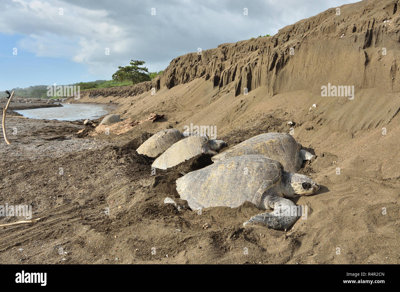 A Massive turtles nesting of Olive Ridley sea turtles in Ostional beach ...