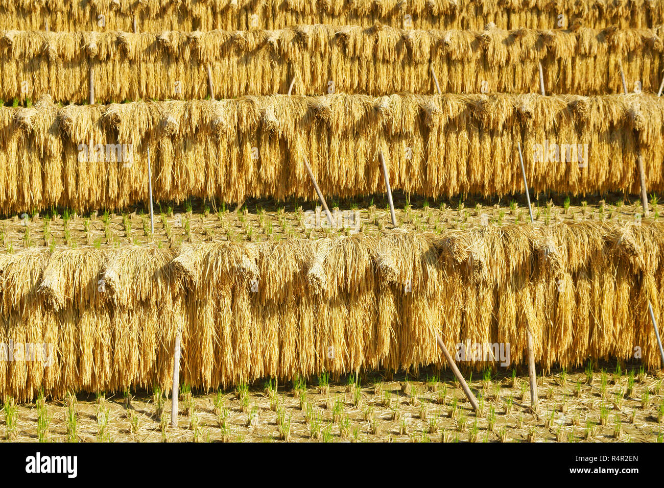 Rice plant hi-res stock photography and images - Alamy