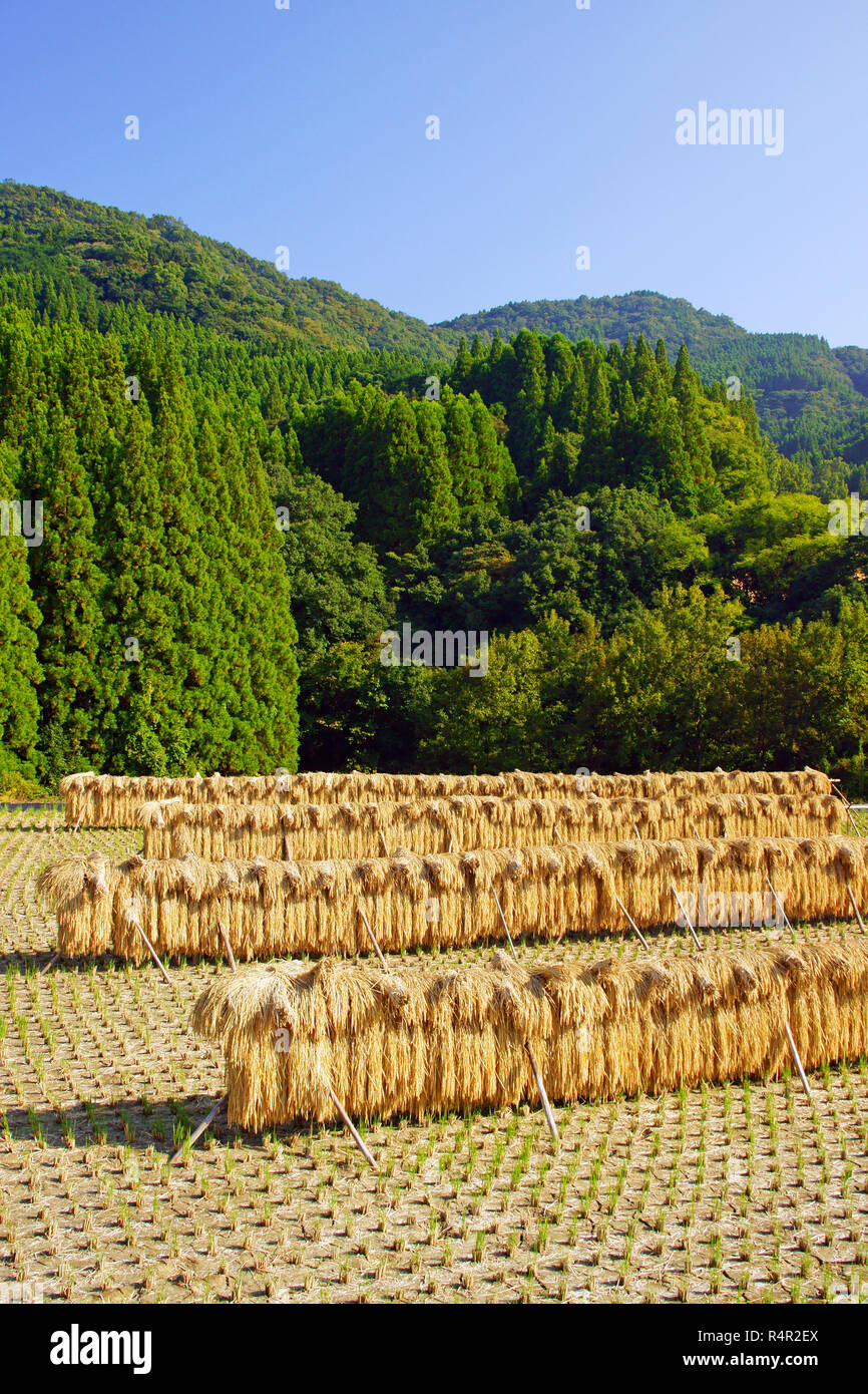 Rice plant ecology hi-res stock photography and images - Alamy