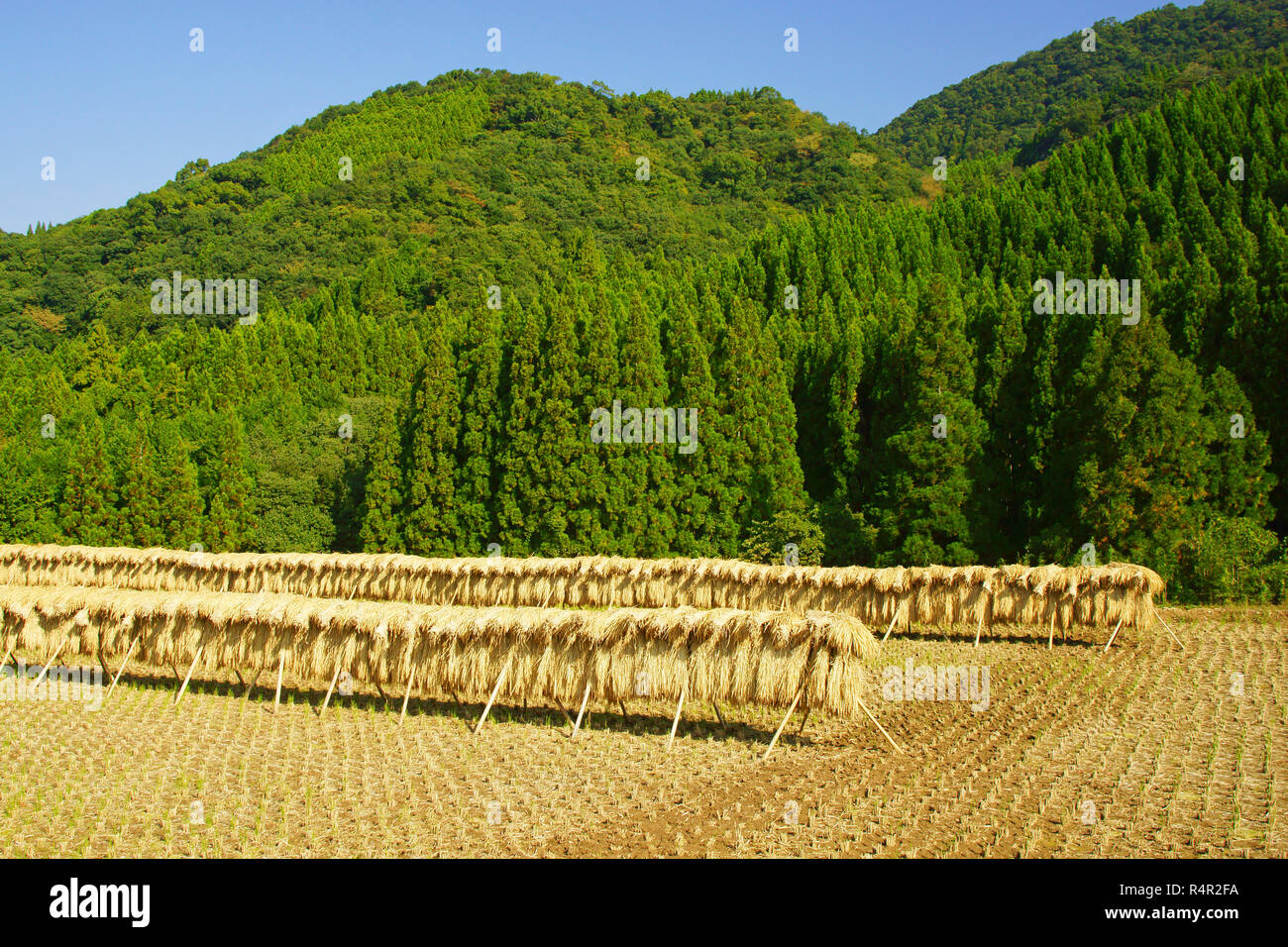 Drying Rice Plant Stock Photo - Alamy