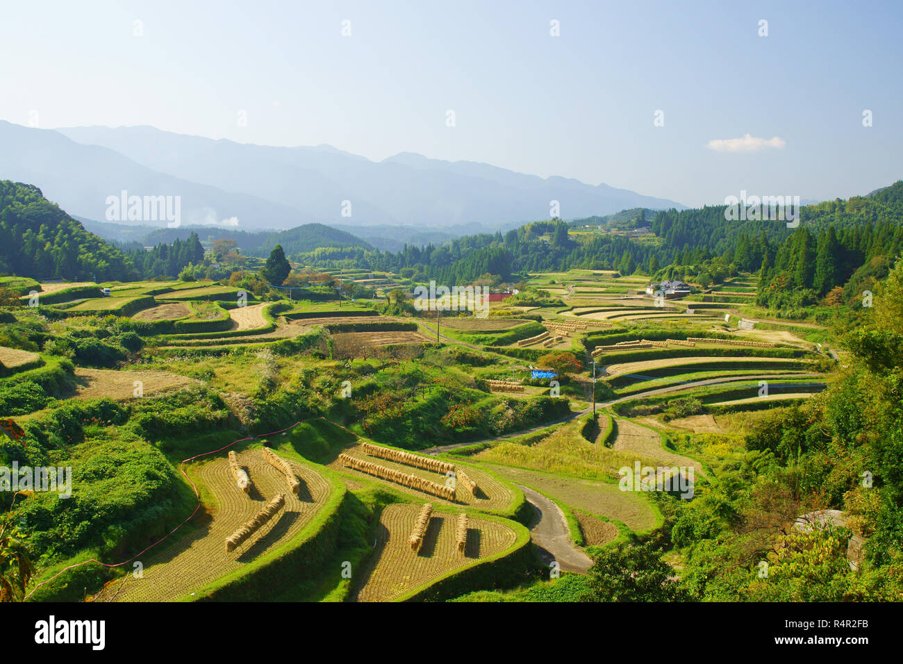 Drying Rice Plant Stock Photo - Alamy