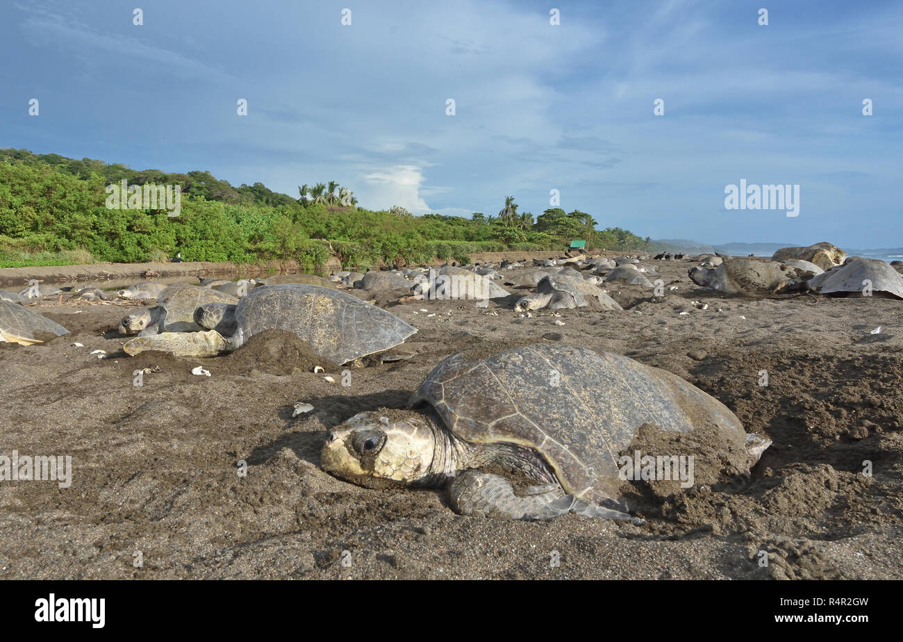 A Massive turtles nesting of Olive Ridley sea turtles in Ostional beach ...