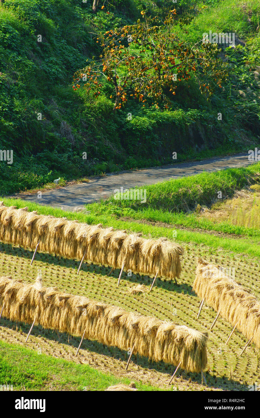 Persimmons Tree and Drying Rice Plant Stock Photo - Alamy