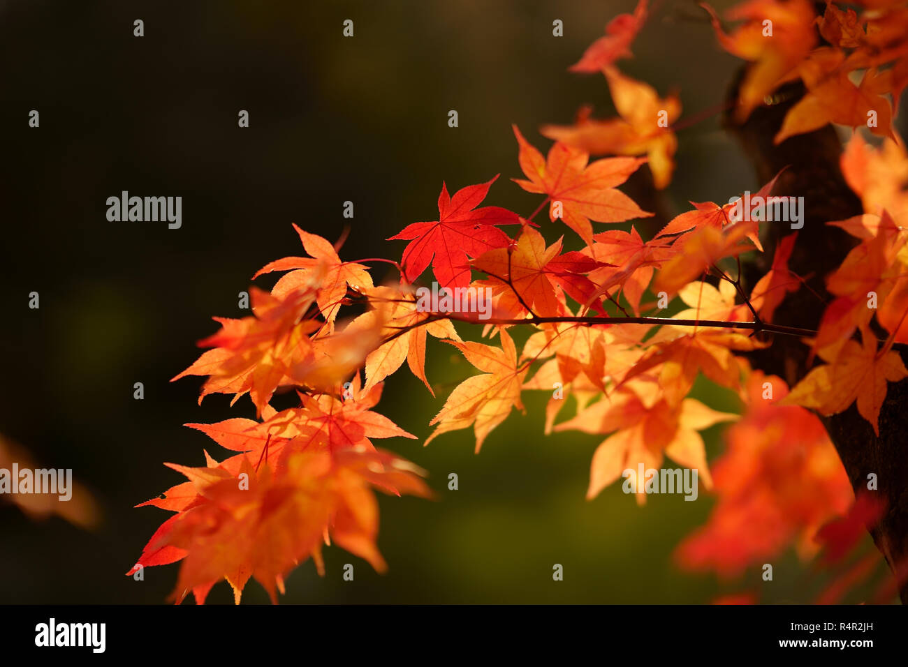 Japanese Fall Foliage Stock Photo - Alamy