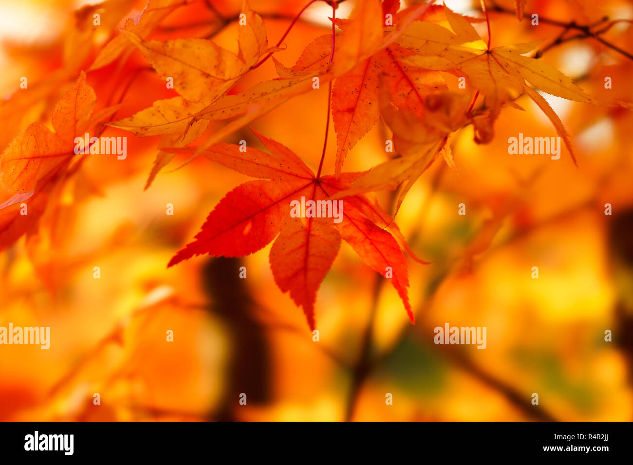 Japanese Fall Foliage Stock Photo - Alamy
