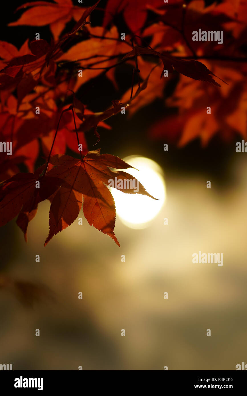 Japanese Fall Foliage Stock Photo - Alamy