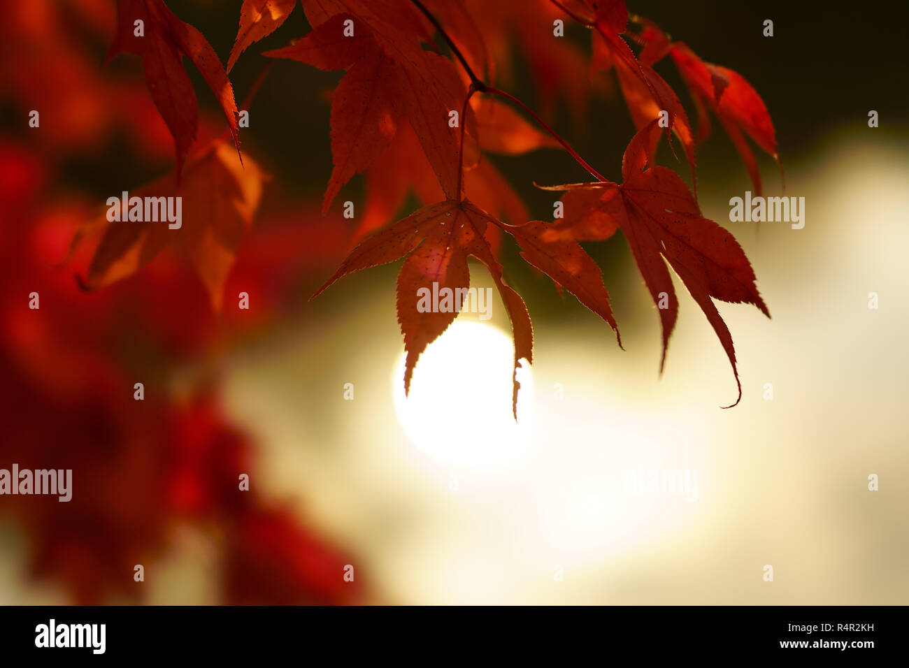 Japanese Fall Foliage Stock Photo - Alamy