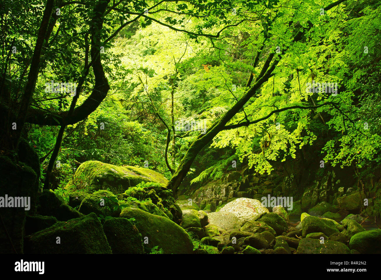 Kikuchi Gorge, Kumamoto Prefecture, Japan Stock Photo - Alamy