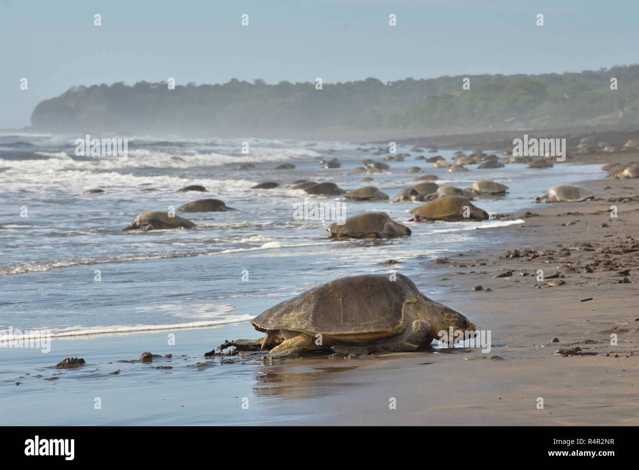 A Massive turtles nesting of Olive Ridley sea turtles in Ostional beach ...