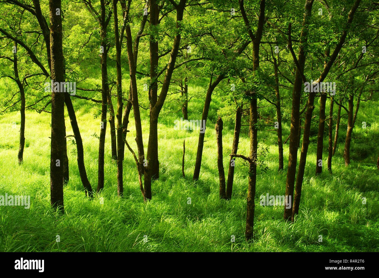 Forest of Aso, Kumamoto Prefecture, Japan Stock Photo - Alamy