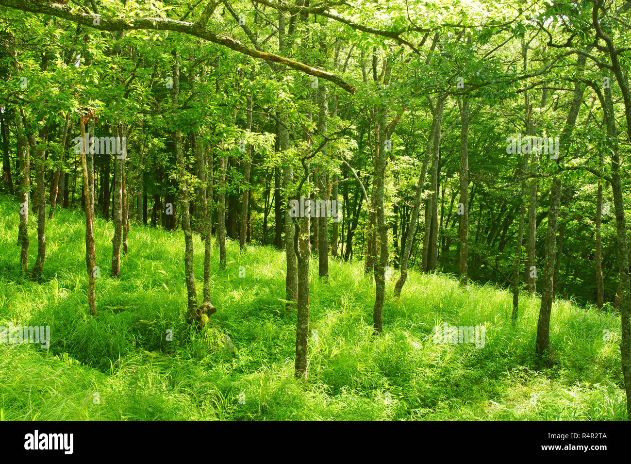 Quercus acutissima hi-res stock photography and images - Alamy