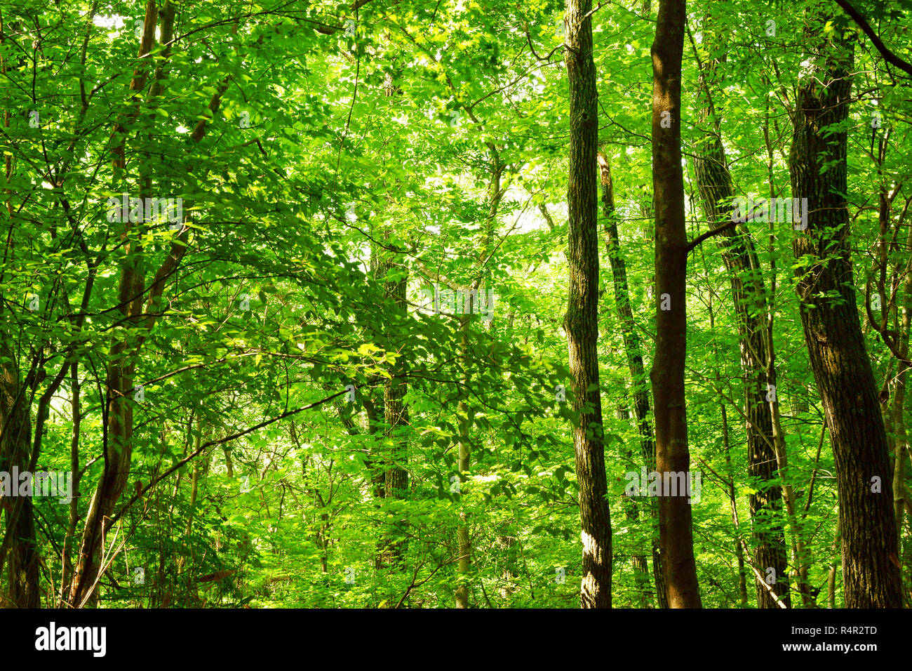 Forest of Aso, Kumamoto Prefecture, Japan Stock Photo - Alamy