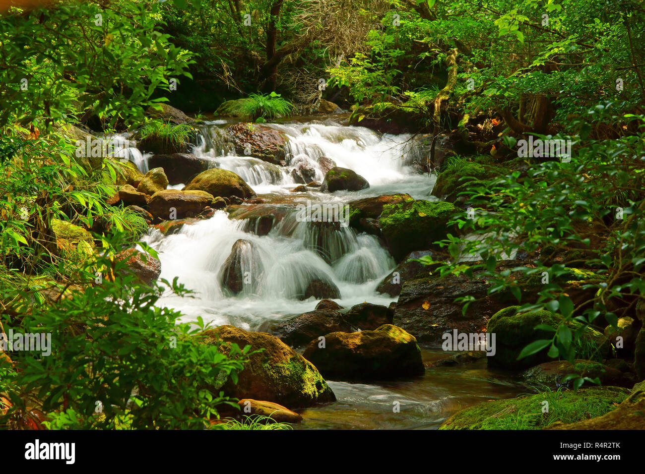 Forest of Aso, Kumamoto Prefecture, Japan Stock Photo - Alamy