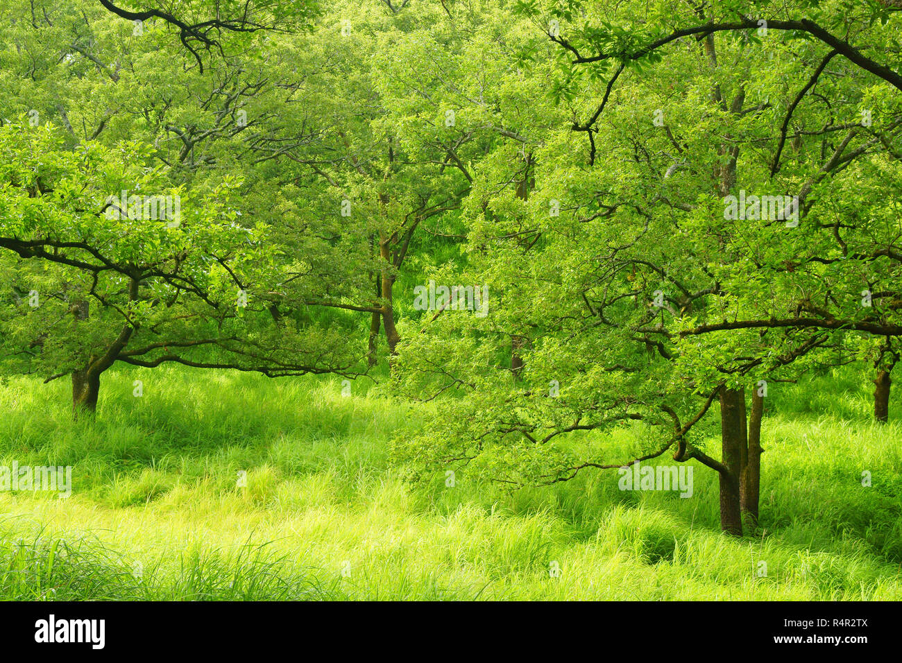 Forest of Aso, Kumamoto Prefecture, Japan Stock Photo - Alamy
