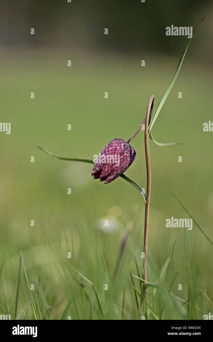 Checkerboard flower hi-res stock photography and images - Alamy