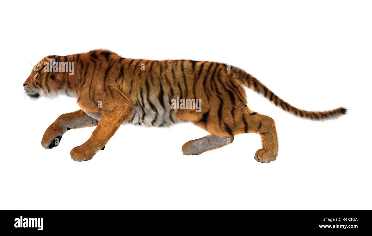 3D Rendering Big Cat Tiger on White Stock Photo - Alamy