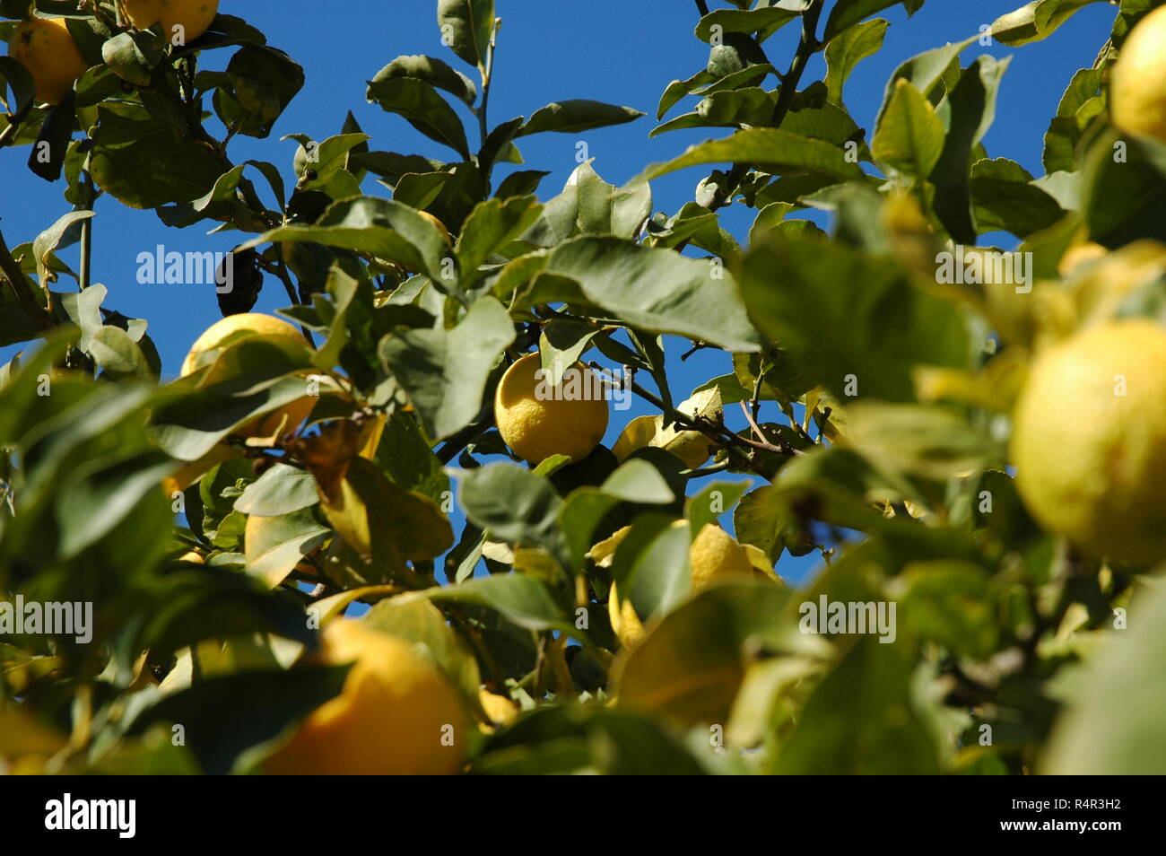 lemons at the tree in spain Stock Photo - Alamy