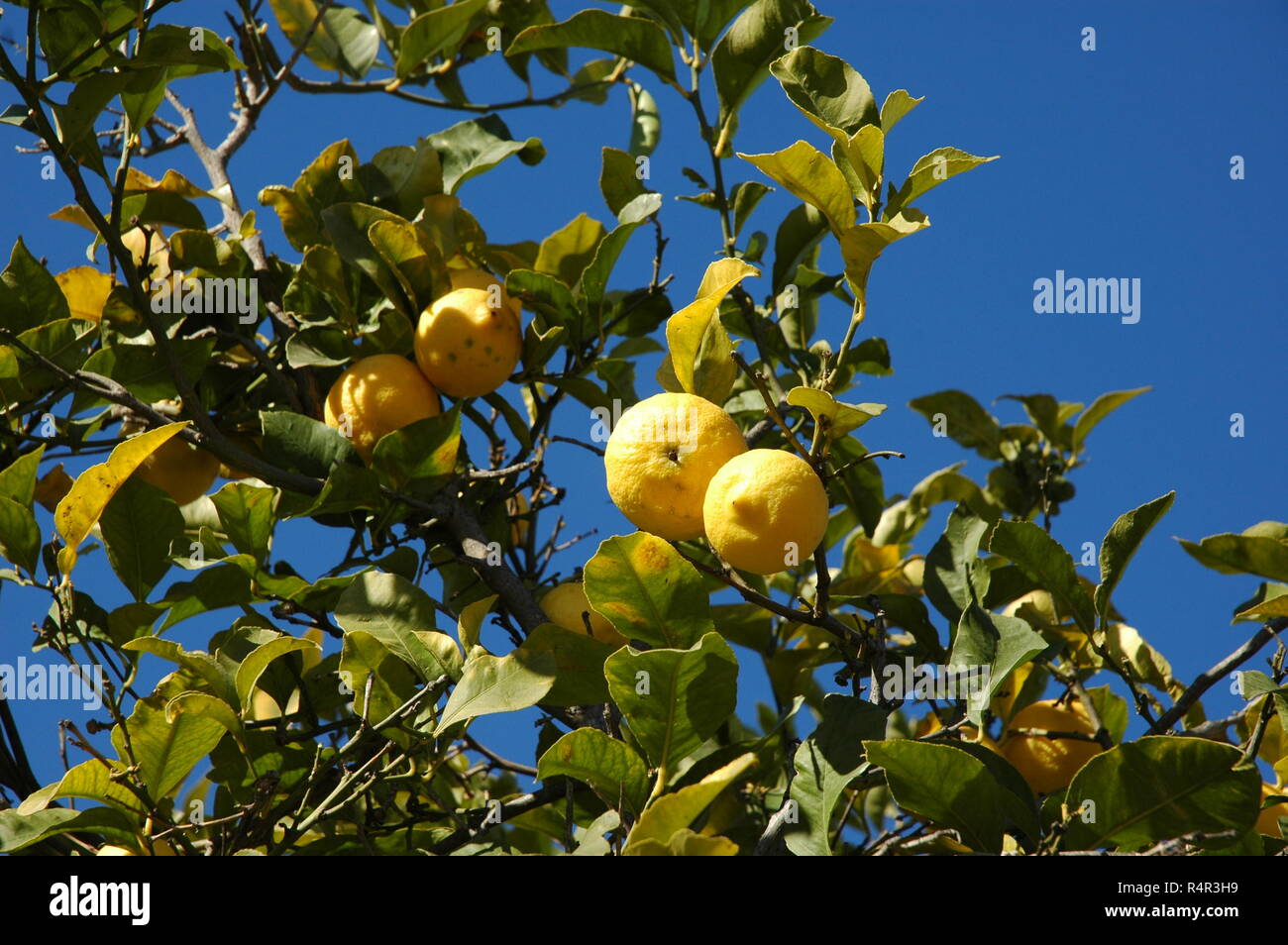 lemons at the tree in spain Stock Photo - Alamy