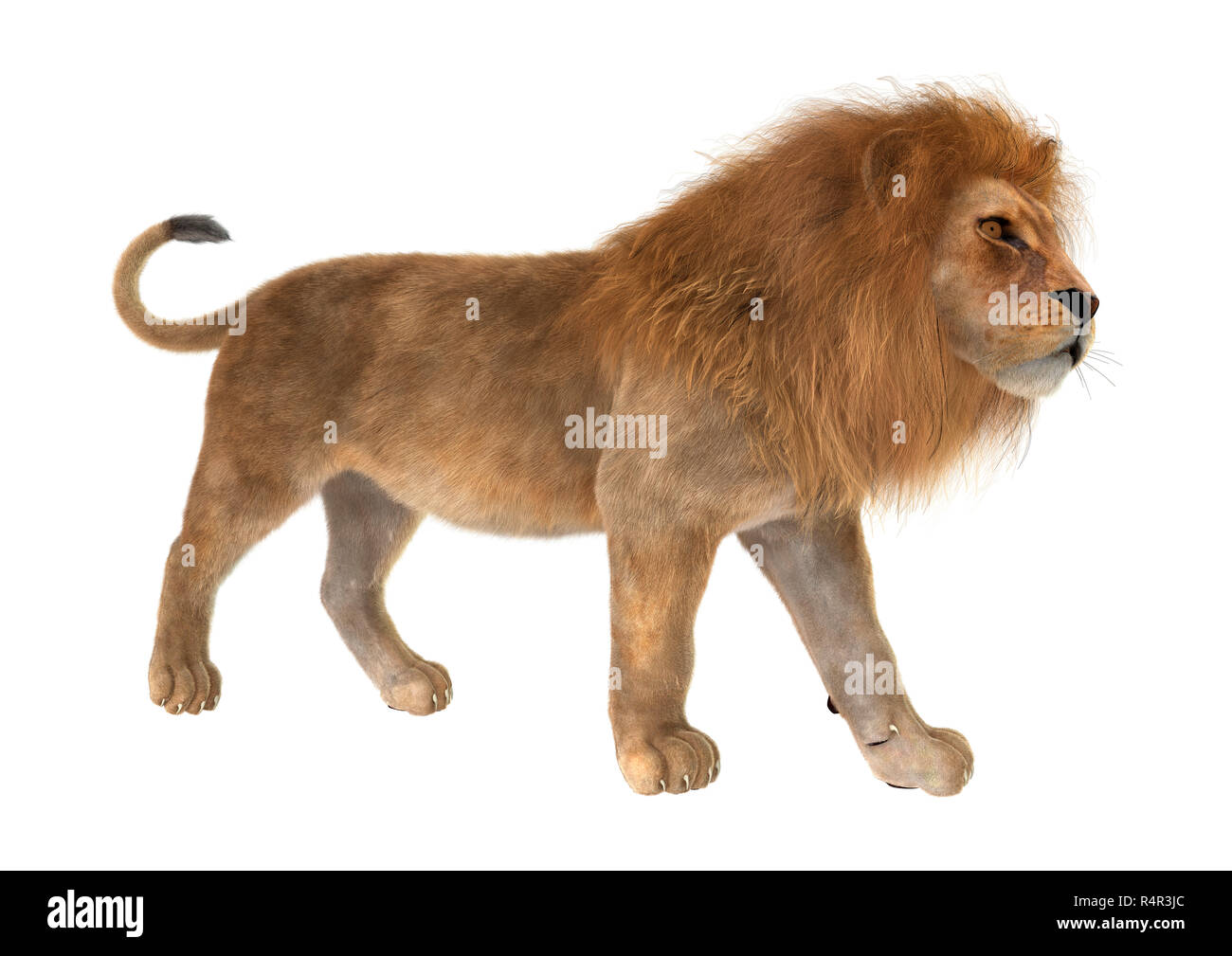 Lion Top View