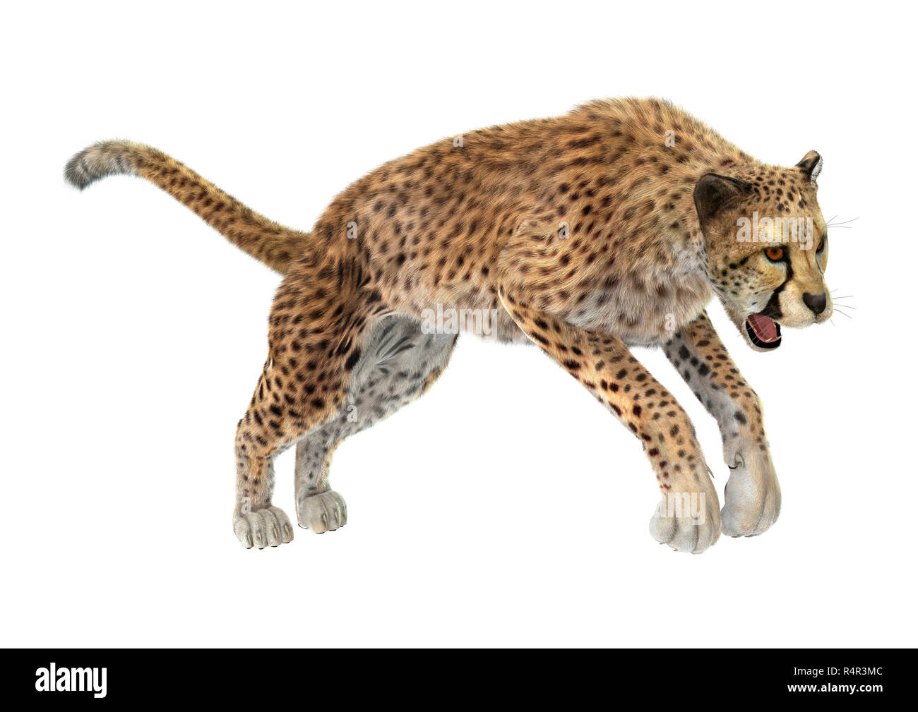 3D Rendering Cheetah on White Stock Photo - Alamy