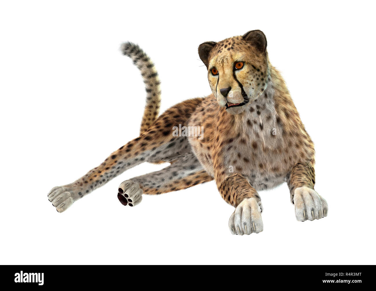 3D Rendering Cheetah on White Stock Photo - Alamy