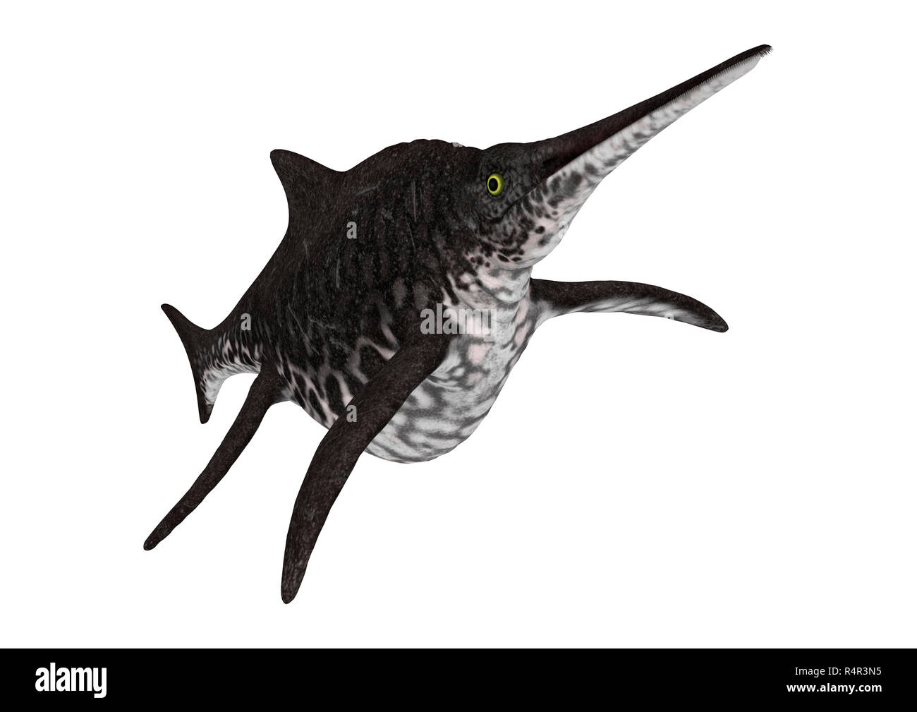 3D Rendering Ichthyosaur Shonisaurus on White Stock Photo - Alamy