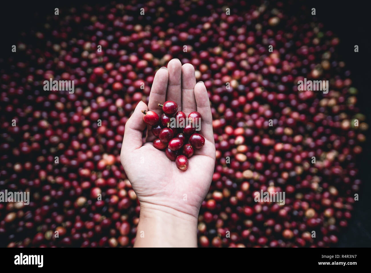 cherry coffee Good quality red coffee beans exuberant coffee tree Stock ...