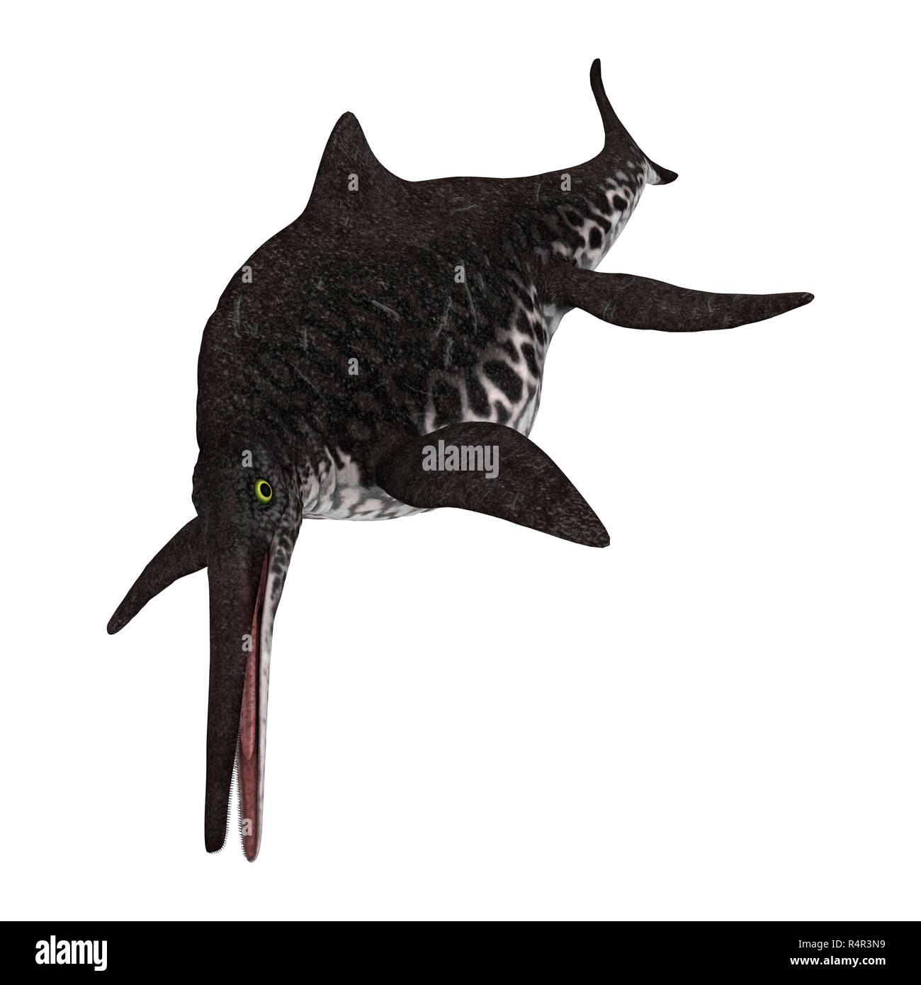 3D Rendering Ichthyosaur Shonisaurus on White Stock Photo - Alamy