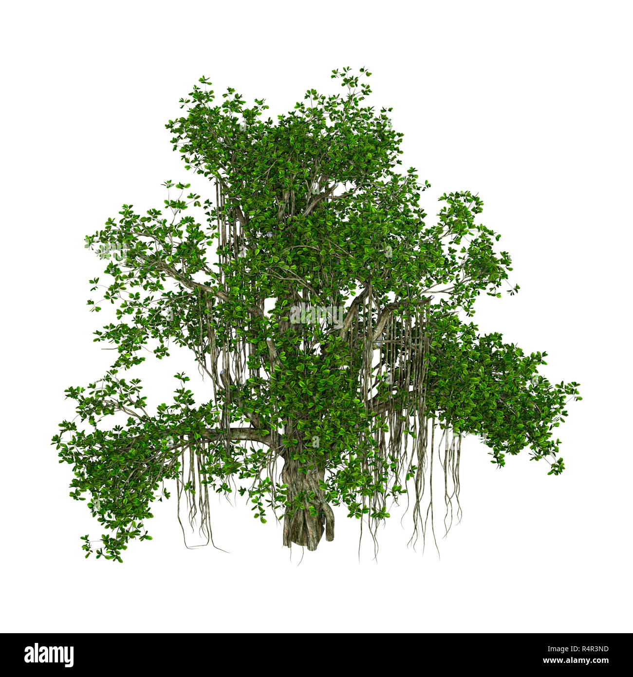 3d rendering banyan tree isolated hi-res stock photography and images ...