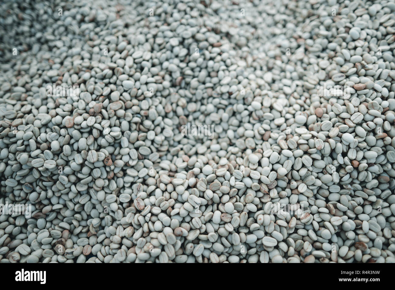 cherry coffee Good quality red coffee beans exuberant coffee tree Stock ...