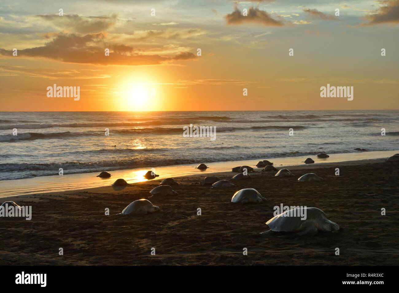 A Massive turtles nesting of Olive Ridley sea turtles in Ostional beach ...