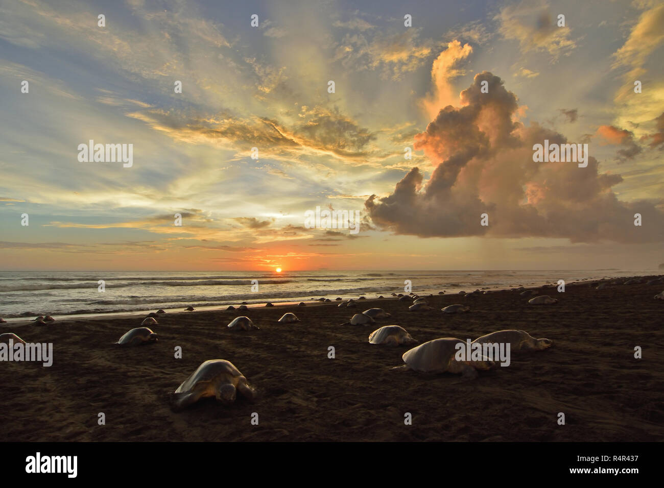 A Massive turtles nesting of Olive Ridley sea turtles in Ostional beach ...