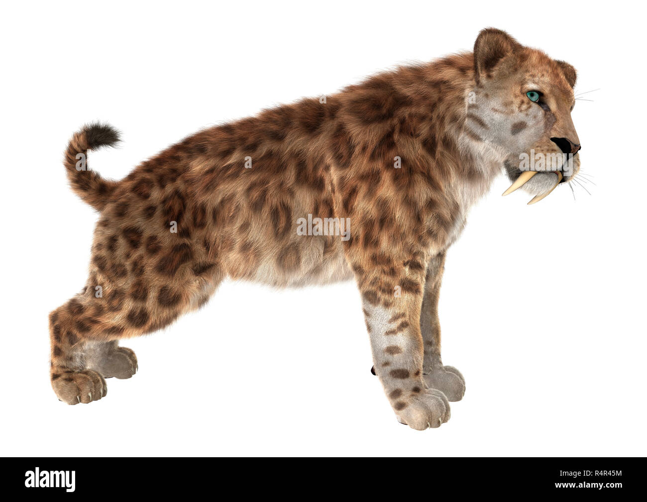 Saber tooth tiger hunting hi-res stock photography and images - Alamy