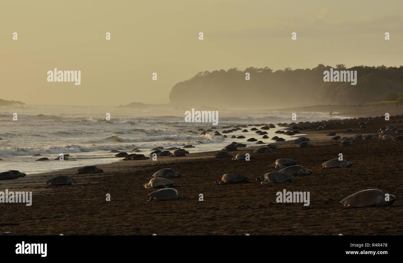 A Massive turtles nesting of Olive Ridley sea turtles in Ostional beach ...