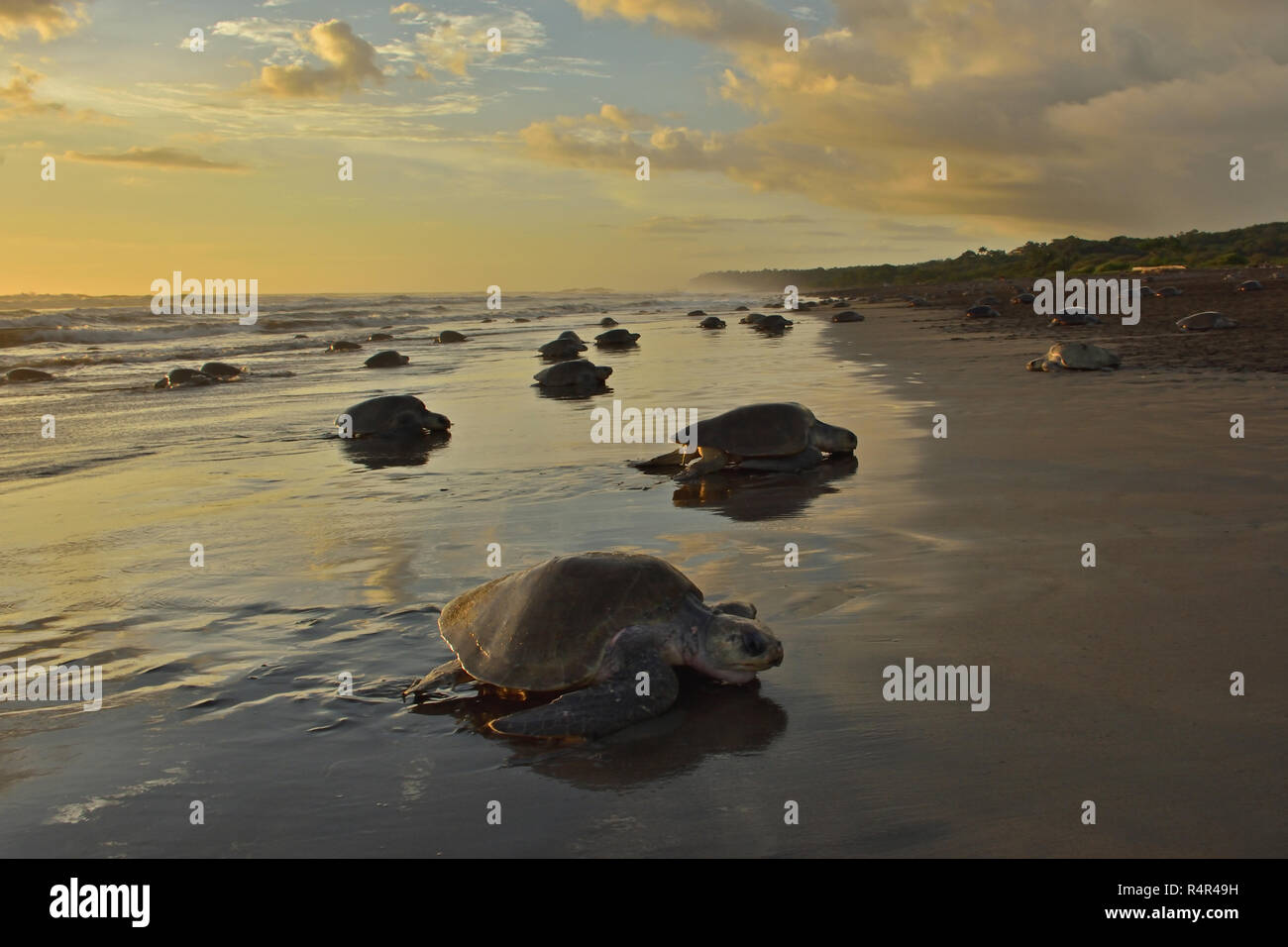A Massive turtles nesting of Olive Ridley sea turtles in Ostional beach ...