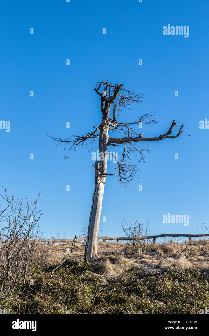 Dead tree pictogram hi-res stock photography and images - Alamy