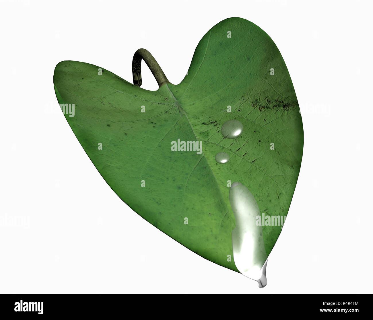 Lotuseffekt hi-res stock photography and images - Alamy