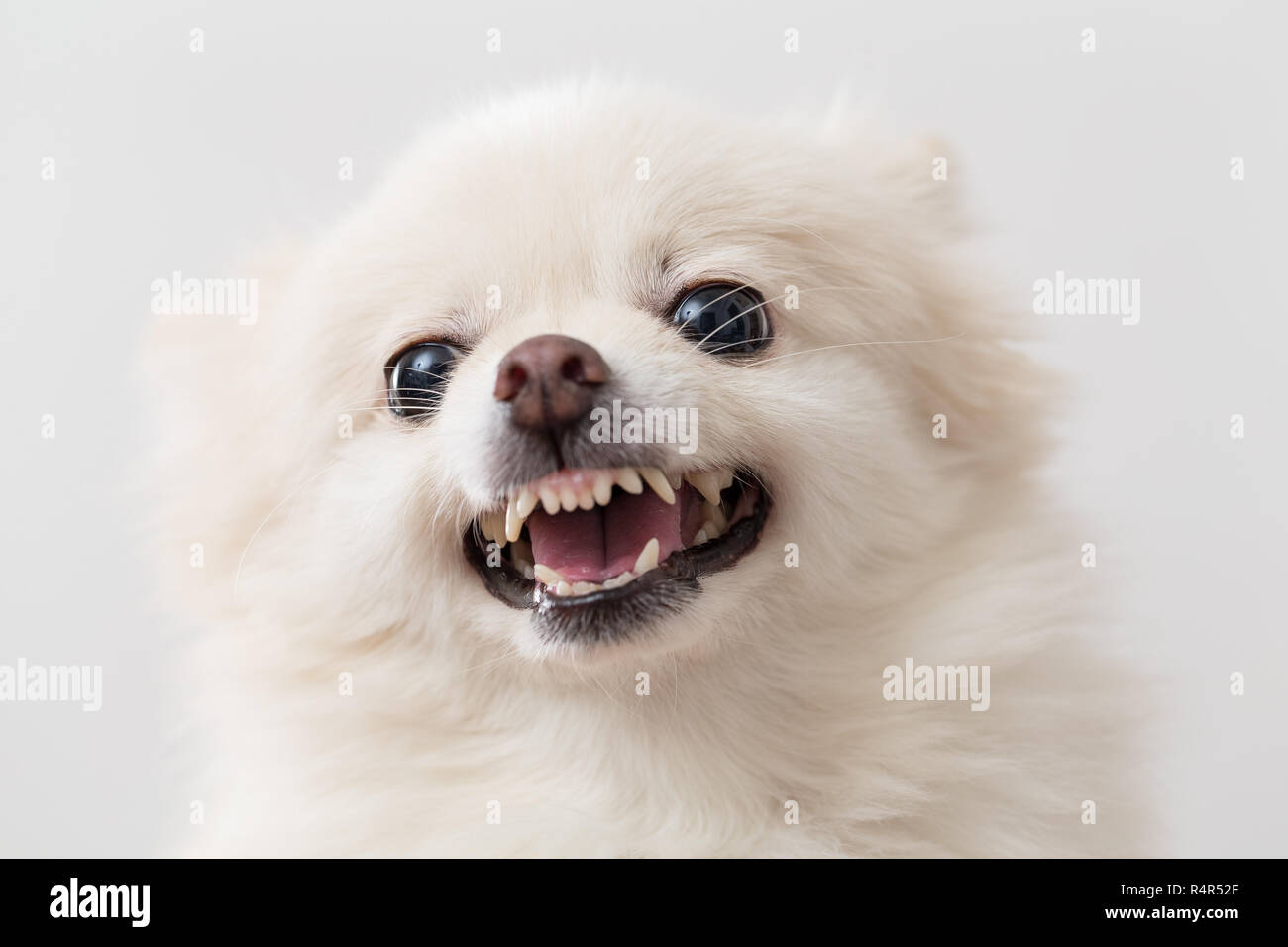 Angry pomeranian over white background Stock Photo - Alamy