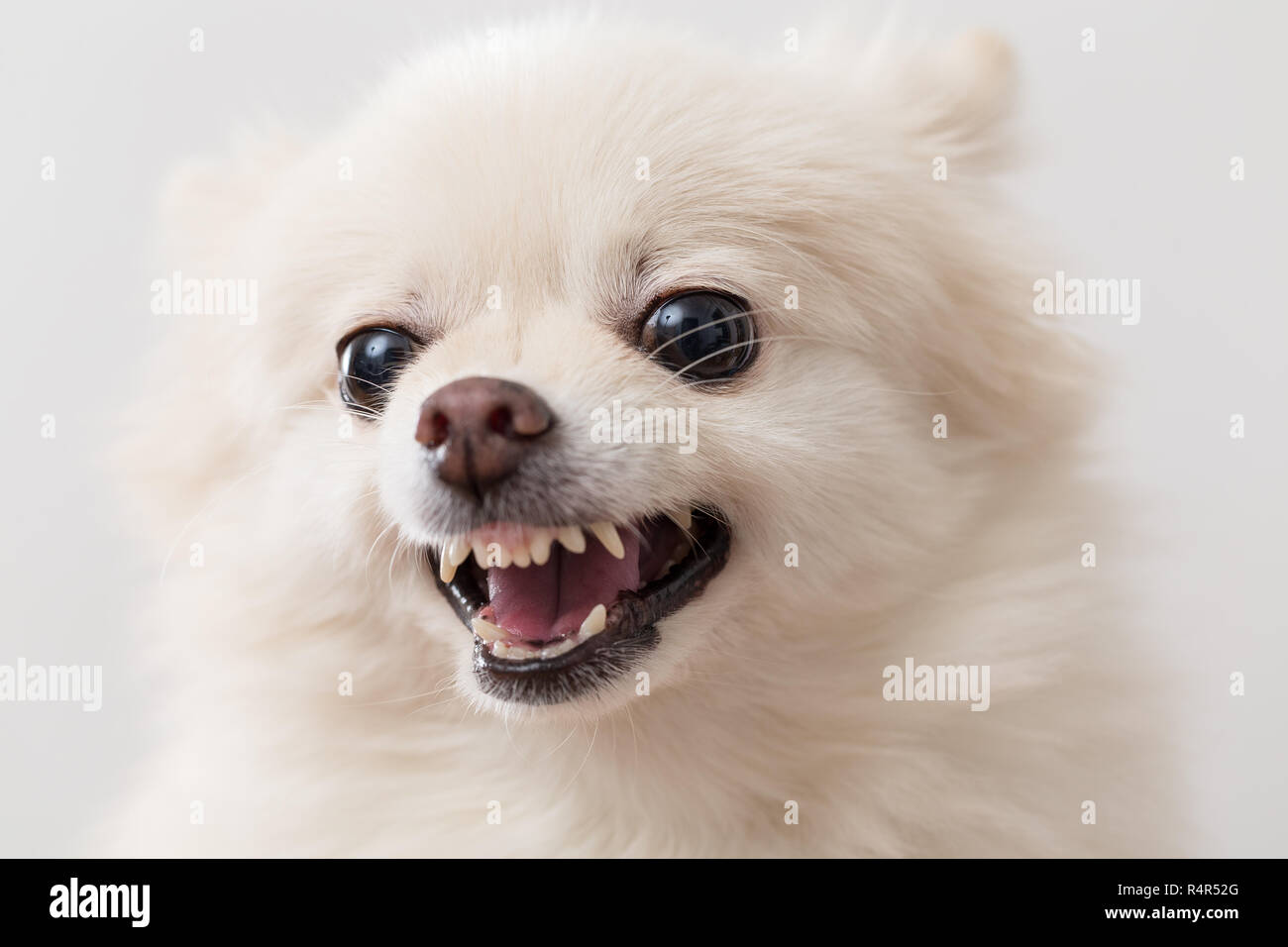Pomeranian getting angry Stock Photo - Alamy