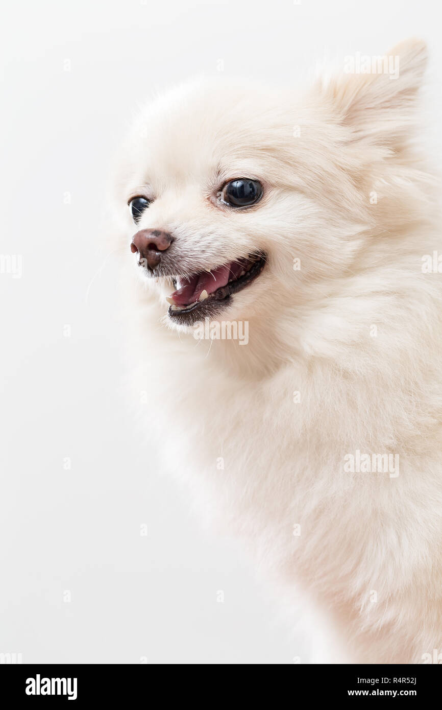 White Pomeranian getting angry Stock Photo - Alamy