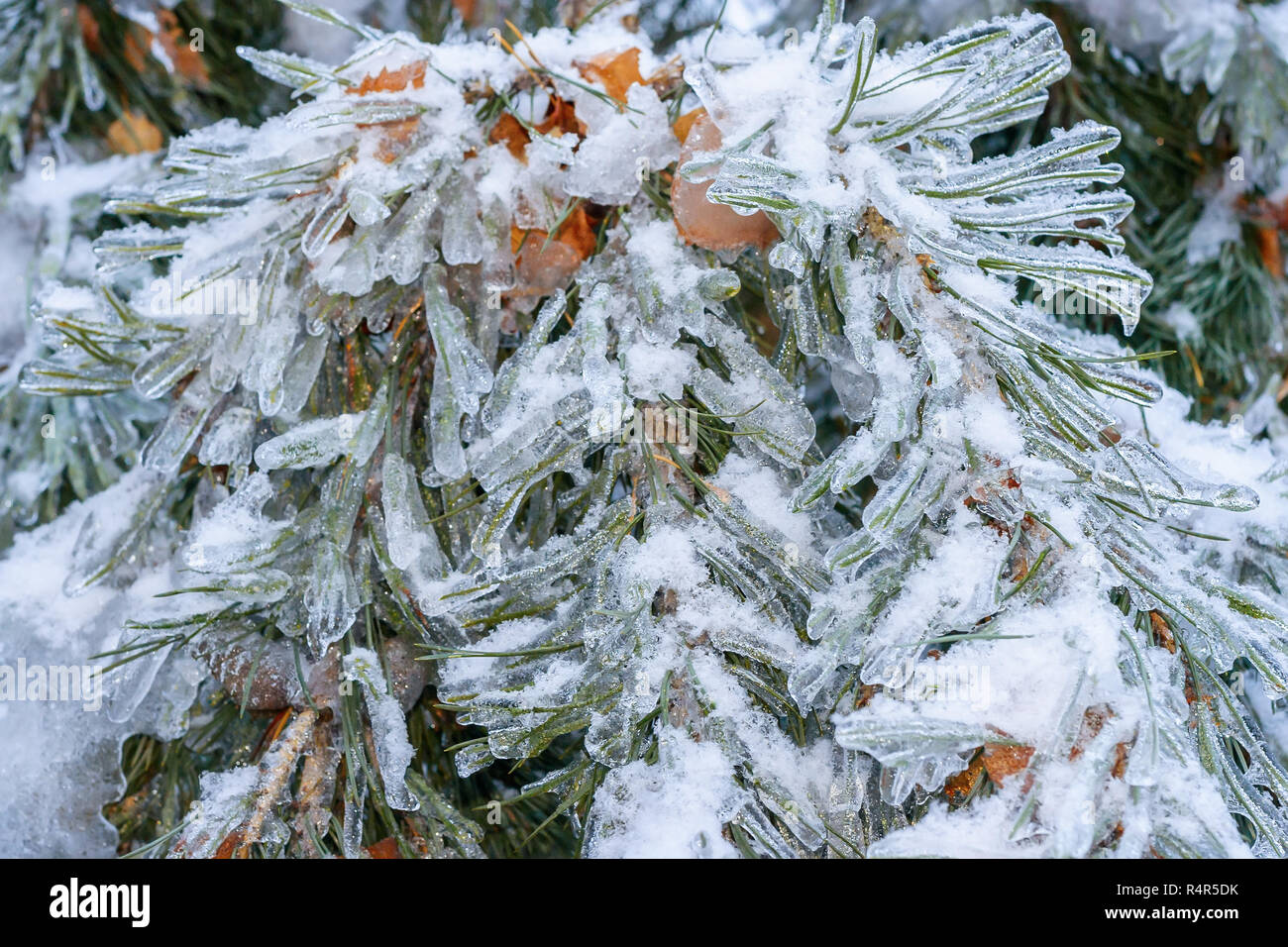 Frozen branch of spruce in winter Stock Photo - Alamy