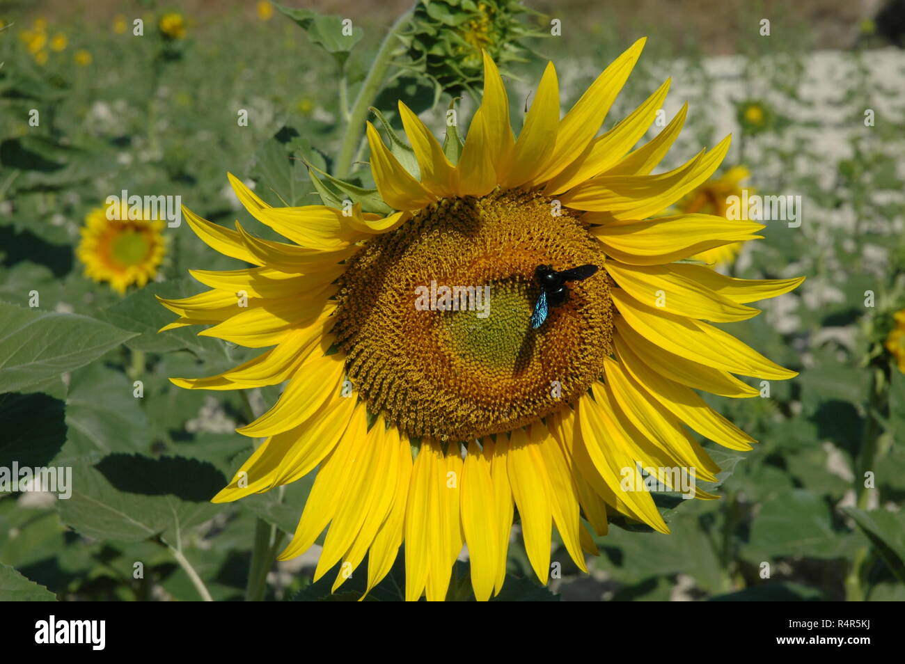 fireworks on the spanish sky Stock Photo - Alamy